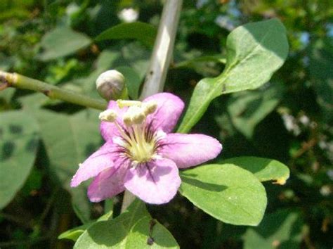 はなQ クコ ナス科 クコ属 草花や樹木の図鑑