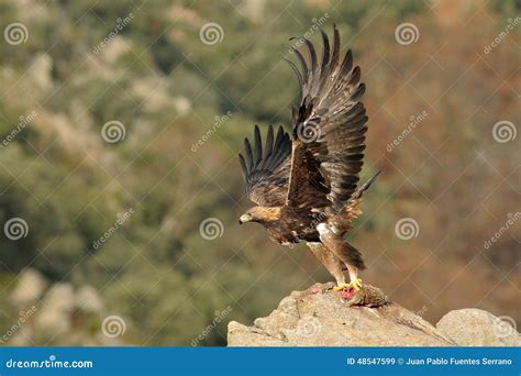 Deploying A Real Eagle Wings Stock Image Image Of Legs Nature 48547599