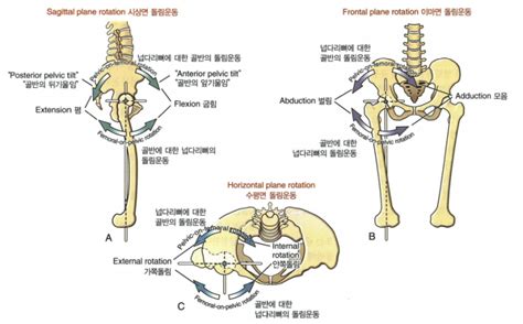 골반에 대한 넙다리뼈의 뼈운동형상학 네이버 블로그