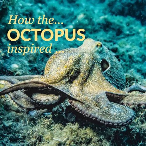 The Best 50 Biomimicry Examples And Inventions Of All Time