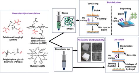 Low Concentration Gelatin Methacryloyl Hydrogel With Tunable 3d Extrusion Printability And