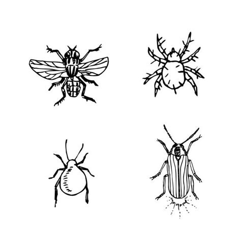 Cockroach Egg Illustrations Royalty Free Vector Graphics And Clip Art