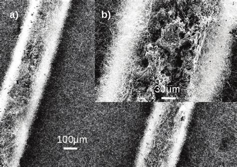 A Sem Cross Section Image Of Nanospring Coated Cordierite B Sem Image Download Scientific