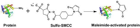 Fig S3 Schematic Representation Of The Synthesis Of Download Scientific Diagram