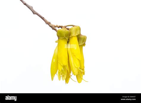 New Zealand National Flower Name At James Schofield Blog