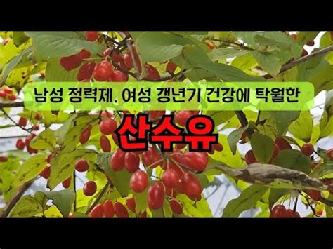 산수유 채취 씨앗빼기 건조 복용방법 산수유 약효능 YouTube