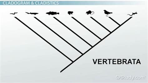 Cladogram Definition And Examples Video And Lesson Transcript