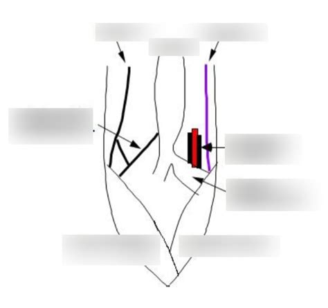Diagram Cubital Fossa Diagram Quizlet
