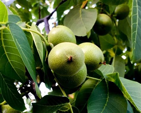 Walnut Tree Walnut Varieties — Burchell Nursery