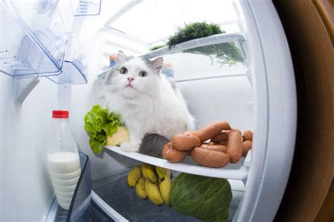 从冰箱里偷香肠的猫图片 偷吃中被发现的猫素材 高清图片 摄影照片 寻图免费打包下载