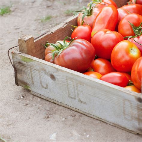How To Grow Tomatoes Indoors With Lights Guide Gardeners Basics
