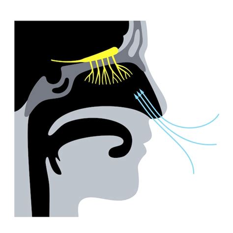 Anatomie Van De Reukzenuw Premium Vector