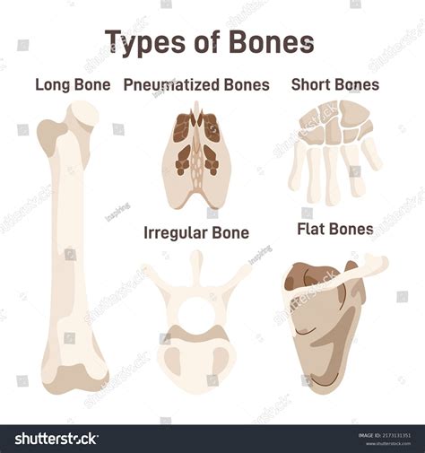 Human Skeleton Bones Types Set Long Stock Vector Royalty Free 2173131351 Shutterstock