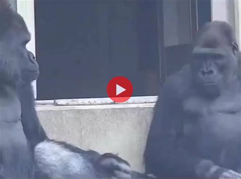 성추행하는 고릴라 유머 움짤 이슈 에펨코리아