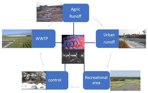 Enterococcus Species
