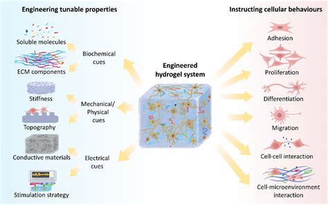 Advances In 3d Tissue Models For Neural Engineering Self Assembled Versus Engineered Tissue