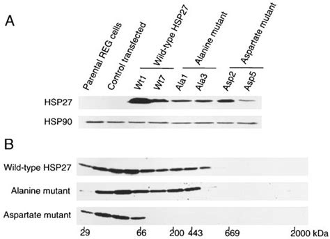 Differential Regulation Of Hsp27 Oligomerization In Tumor Cells Grown In Vitro And In Vivo