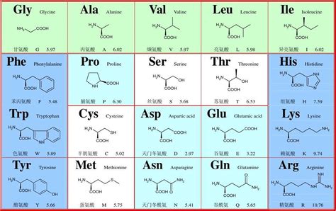 天然氨基酸分类列表 Word文档在线阅读与下载 无忧文档