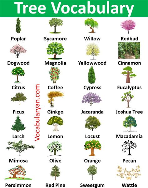 Trees Plants And Flowers Vocabulary List With Pictures Trees Name In