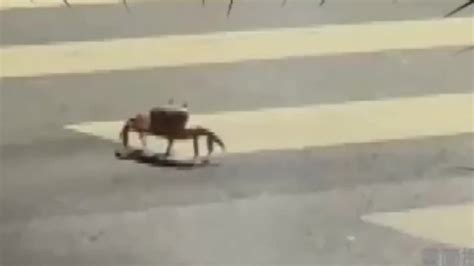 比人还守法，台南螃蟹过马路“走斑马线”凤凰网视频凤凰网