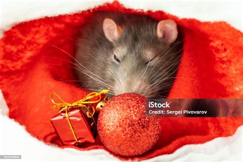 2020년 의 푹신한 회색 쥐 의 상징은 선물과 공 장난감과 함께 산타 모자에 앉아 12월에 대한 스톡 사진 및 기타 이미지 12월 2020년 겨울 Istock