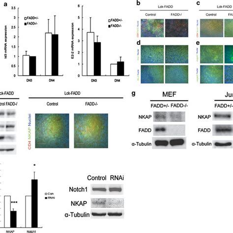 Pre Tcr Signaling Is Intact In Lck Fadd Mice A Flow Cytometry Was