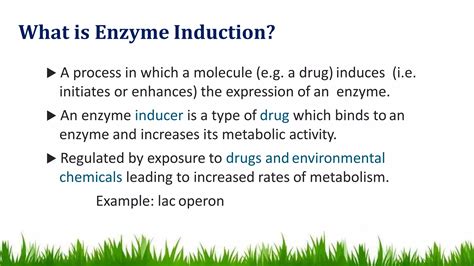 Enzyme Induction And Repression Pptx Endocrine And Metabolic Diseases Diseases And Conditions
