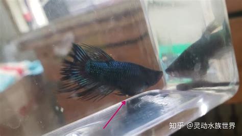 泰国斗鱼养殖及繁殖全攻略 知乎