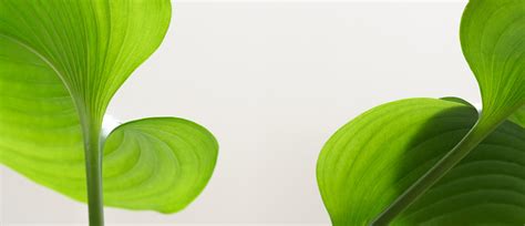 소프트 포커스의 클로즈업 매크로 식물은 공간 흰색 배경에 추상적인 녹색 나뭇잎 곡선을 가지고 있다 최소한의 자연 식물 잎 식물 바탕 화면 배경 무늬 웹 사이트 표지 생태