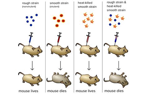 Transforming Principle Definition Sratluna