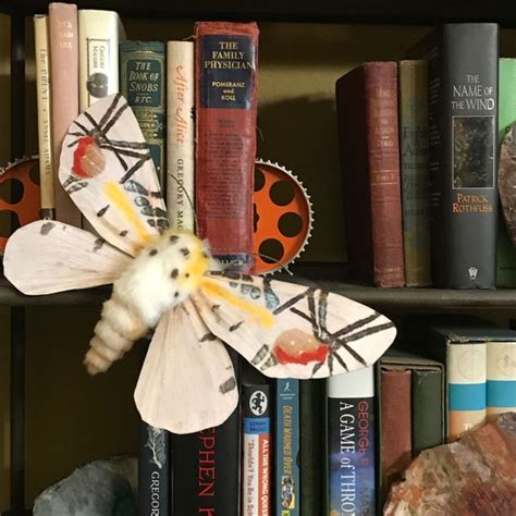 16x10 Inch Picasso Moth Baorisa Hieroglyphica Faux Entomology