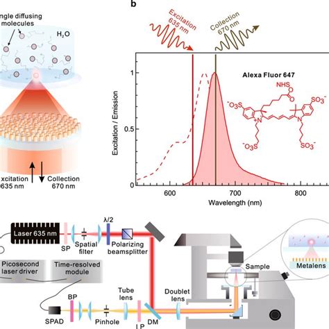 Pdf Dual Wavelength Metalens Enables Epi Fluorescence Detection From