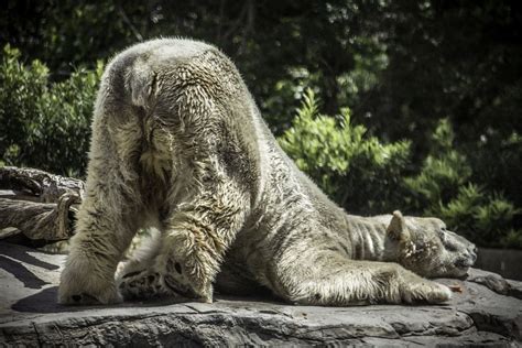 Pin On Bears