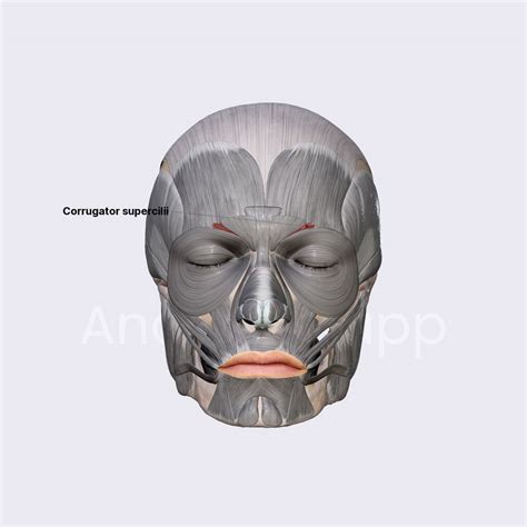 Corrugator Supercilii Anatomy App