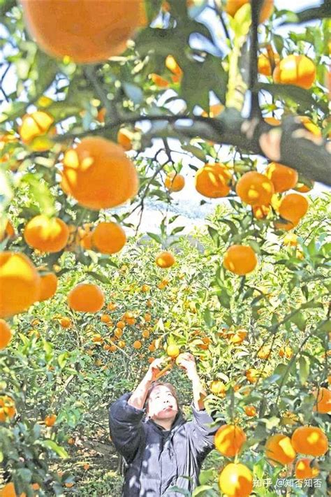 耕耘金鳌田园，大渡口走“小而精小而美小而特”的乡村振兴路 知乎