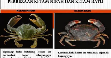 Masak Kari Ketam Nipah Yang Sedap My Life Through Your Lens
