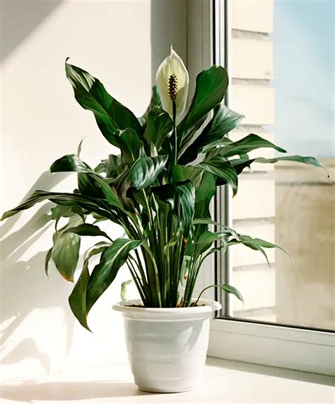 꽃 오래 볼 수 있게 캄파눌라 키우는 방법 월동 물주기 번식 Botanical House