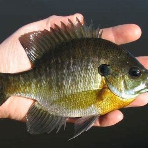 Are Sunfish Freshwater Fish Diy Seattle