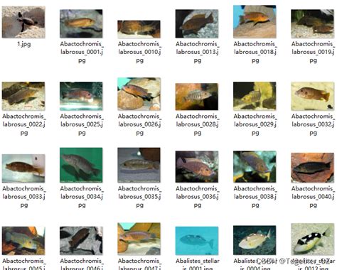 探索海洋世界，基于detrdetection Transformer模型开发构建海洋场景下海洋生物检测识别分析系统transformer
