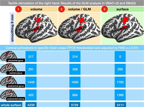 Comparing Cortical Activation Patterns In Specific Brain Regions Of Download Scientific Diagram