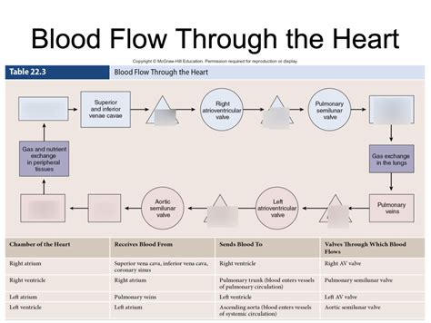Anatomy The Heart Lecture Exam 4 Part 1 Diagram Quizlet