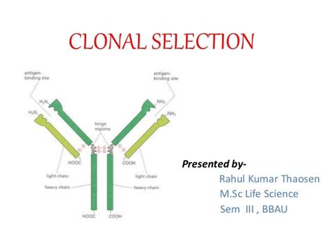 Clonal Selection