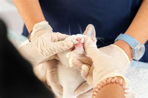 Feline Calicivirus Transmission Symptoms And Treatment