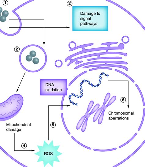 Toxicity Or Lethality Mechanistic Actions Of Titanium Dioxide Download Scientific Diagram