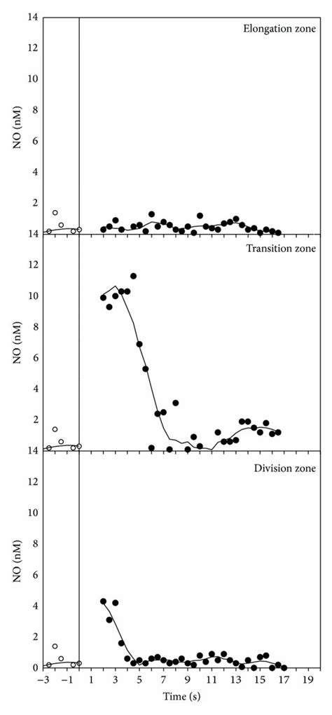 Timeline Of The No Production In A Maize Root Apex In The Three