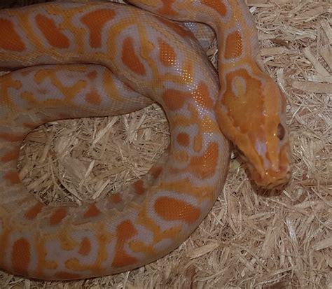 Burmese Python Mutation Zoochat