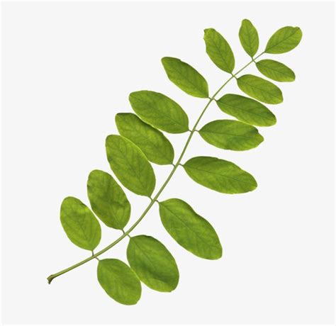 푸른 잎 나뭇잎 가지와 잎이 일러스트 Png 나무 넝쿨 소재 그림 이미지 벡터 Psd 파일 Pngtree