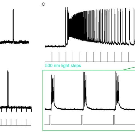 Low Frequency Hyperpolarization Of Camkii Neurons Did Not Affect Ictal
