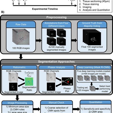 Overarching Experimental Timeline And Data Processing Scheme A Download Scientific Diagram