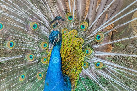 Indian Peacock Beautiful Bird Peacock Walk Time Peacock Water Time